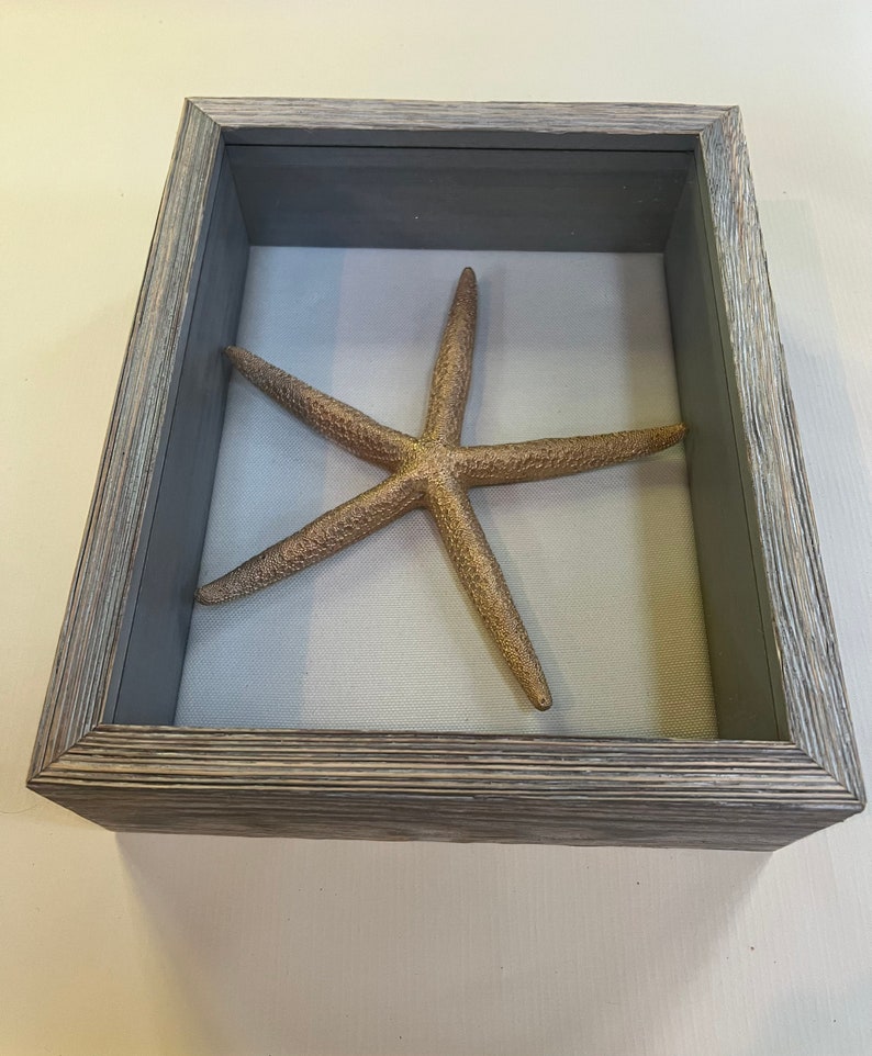 Scallop Shell in Shadow Box Wall Art Coastal Artwork Beach - Etsy