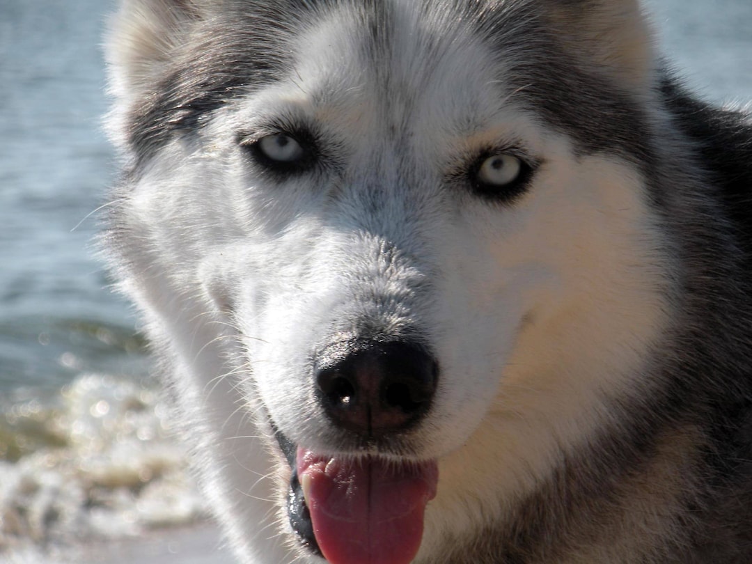 Happy Dog Smile - Siberian Husky - Etsy