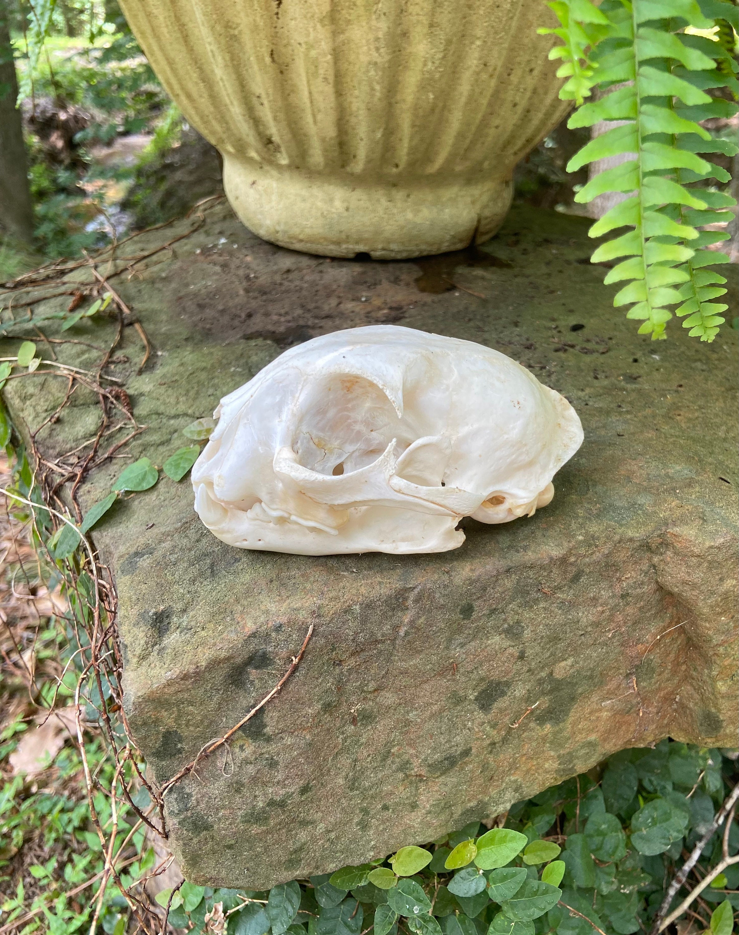 Bobcat Skull - Taxidermy - Etsy