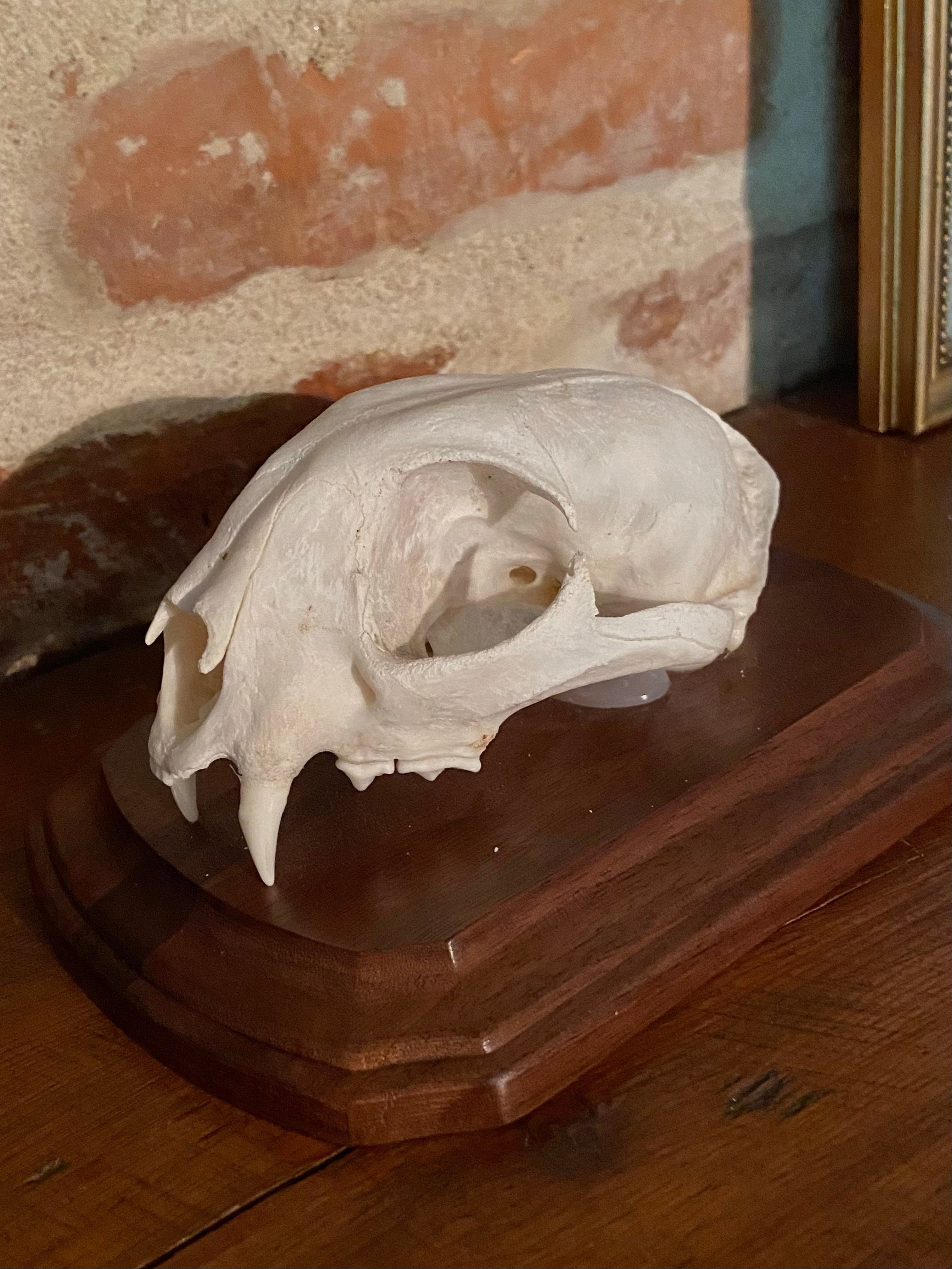 Bobcat Skull Mount