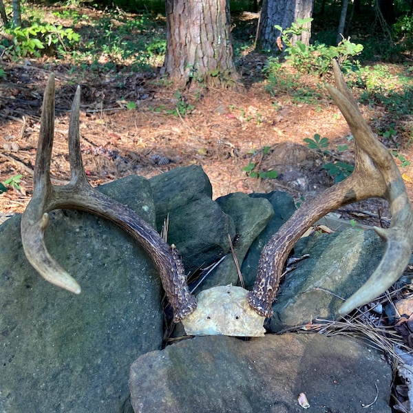 Mounted Deer Antlers - Etsy