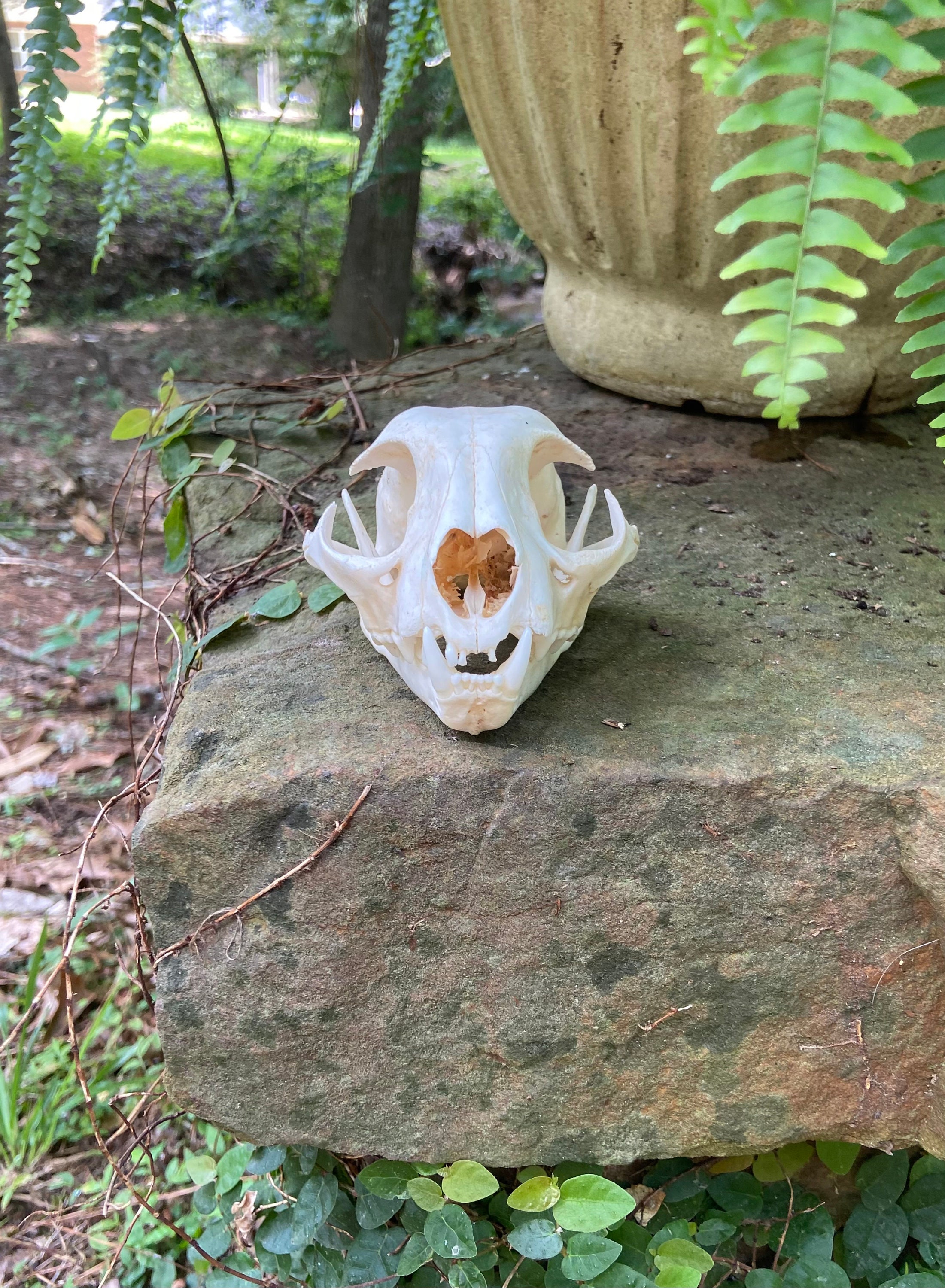 Bobcat Skull - Taxidermy - Etsy
