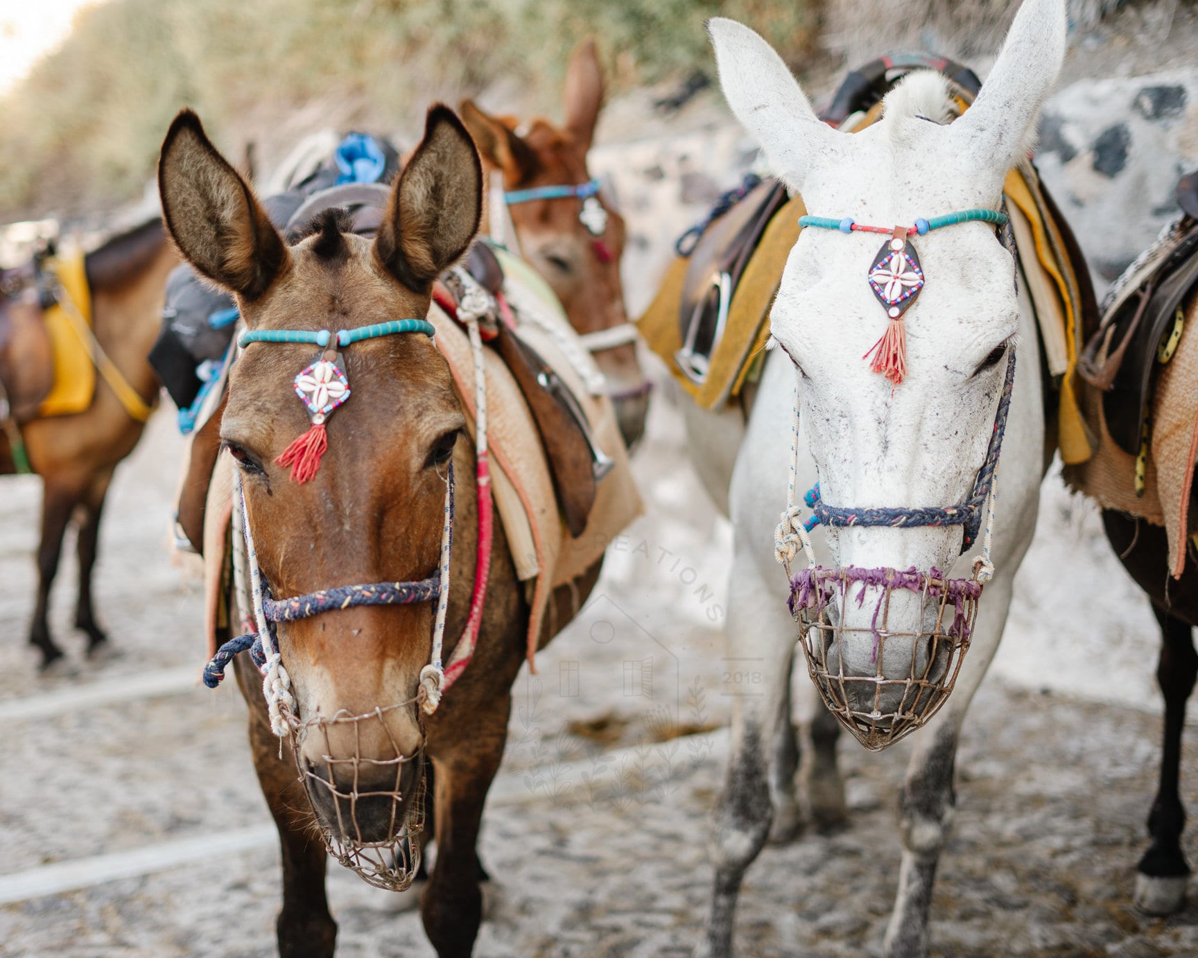 Greek Donkeys in Santorini, Hi Res Digital File for Printing, Instant ...