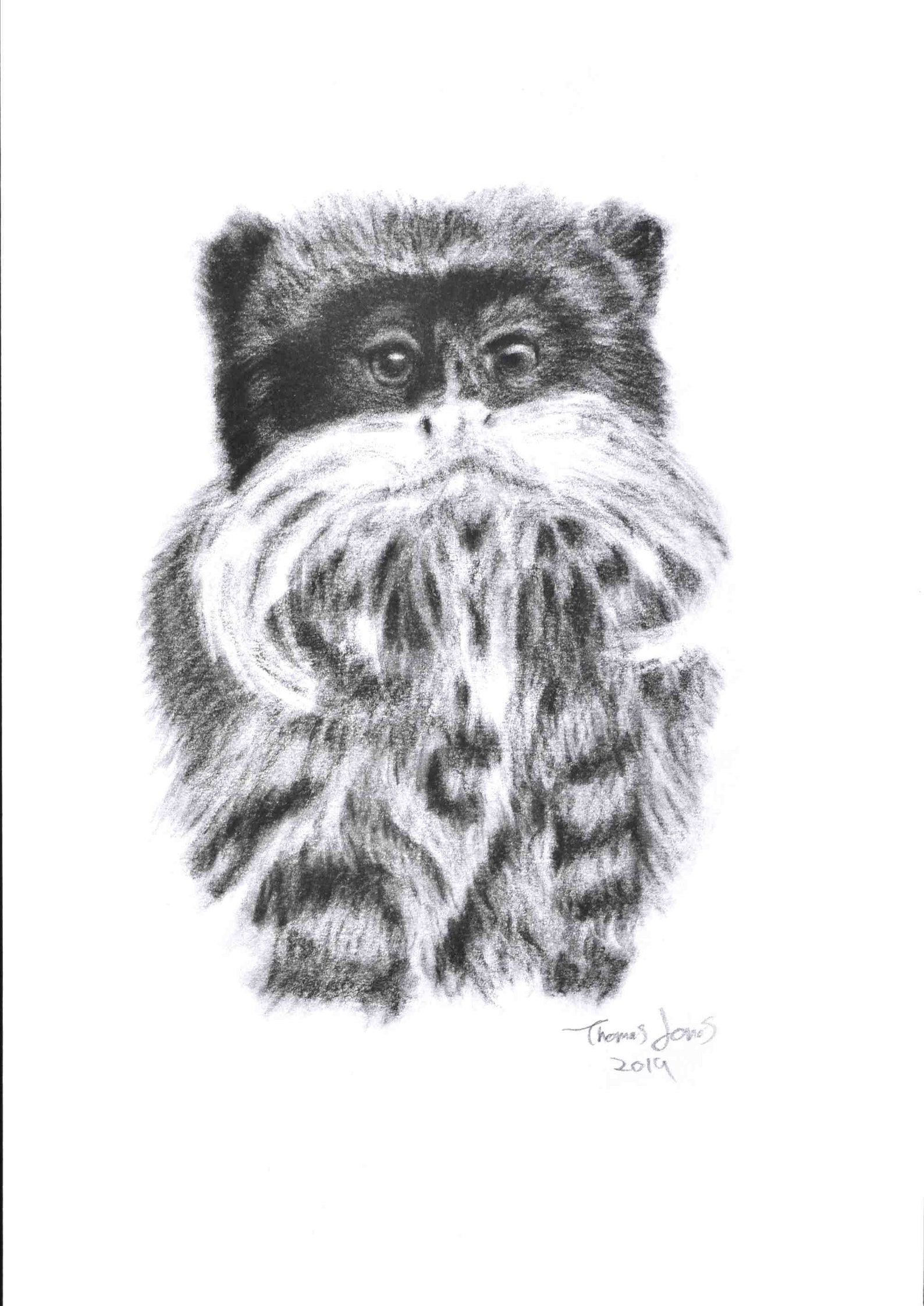 Orignal Drawing 'Emperor Tamarin' on A5 by Thomas | Etsy