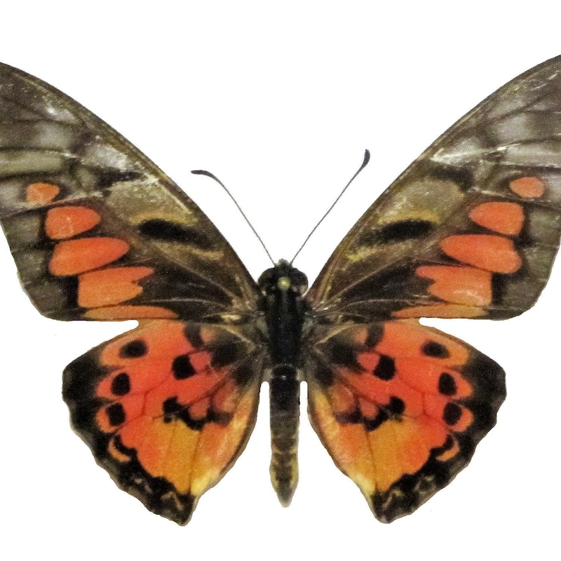 ButterflyWishShop - Etsy