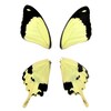 Crenis Pechueli RECTO Pink Purple Butterfly Africa - Etsy