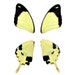 Crenis Pechueli RECTO Pink Purple Butterfly Africa - Etsy