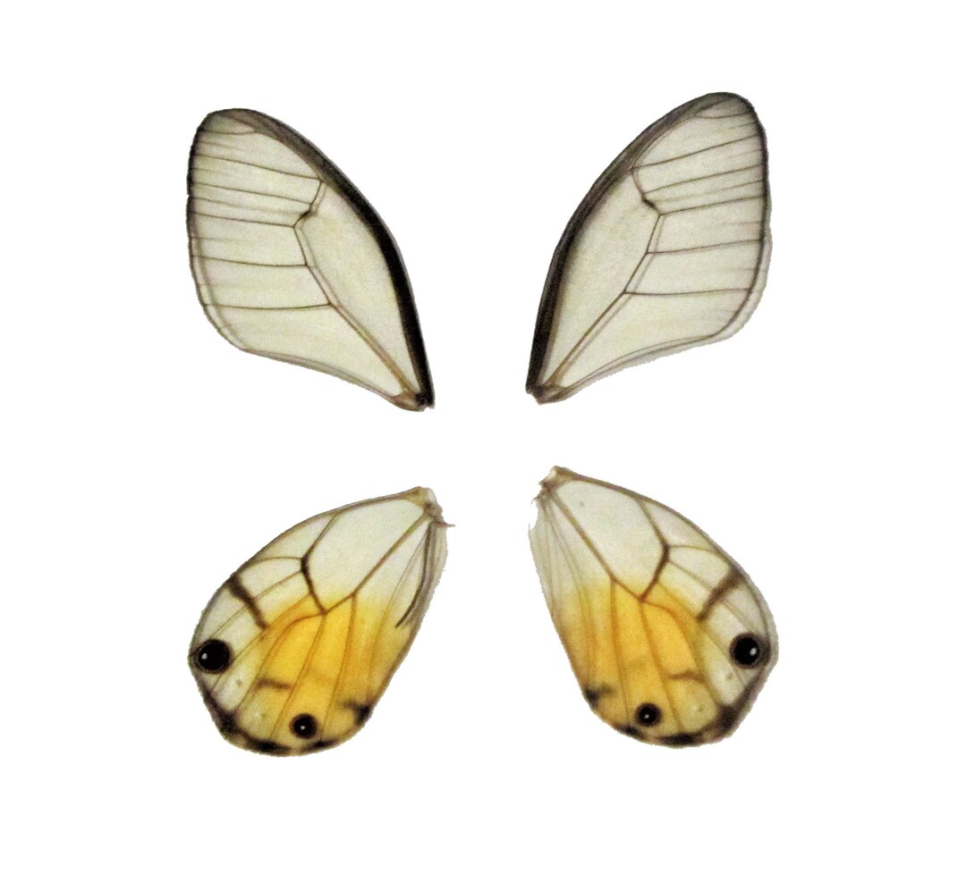 4 Real Haetera Piera Amber Phantom Butterfly Wings, 2 Matching Pairs ...