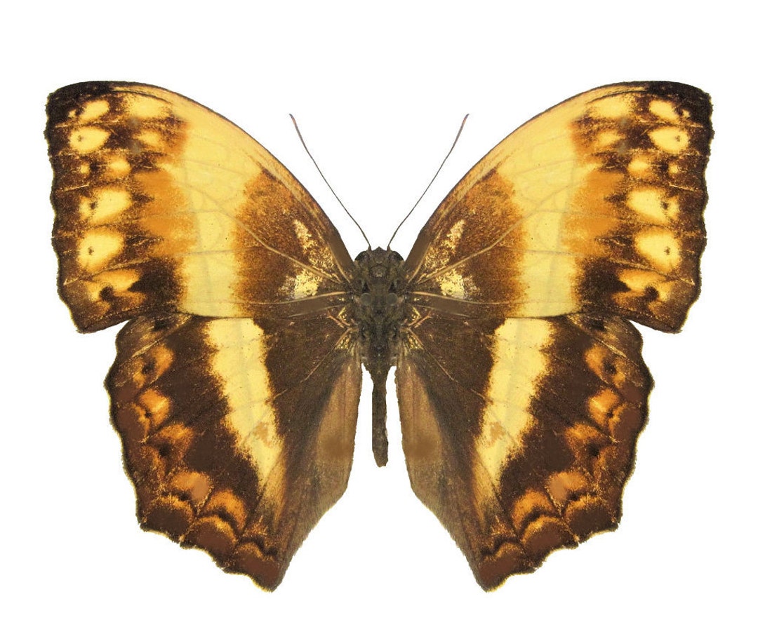 One Real A1 Cymothoe Theobene Butterfly, Wings Closed or Wings Spread ...