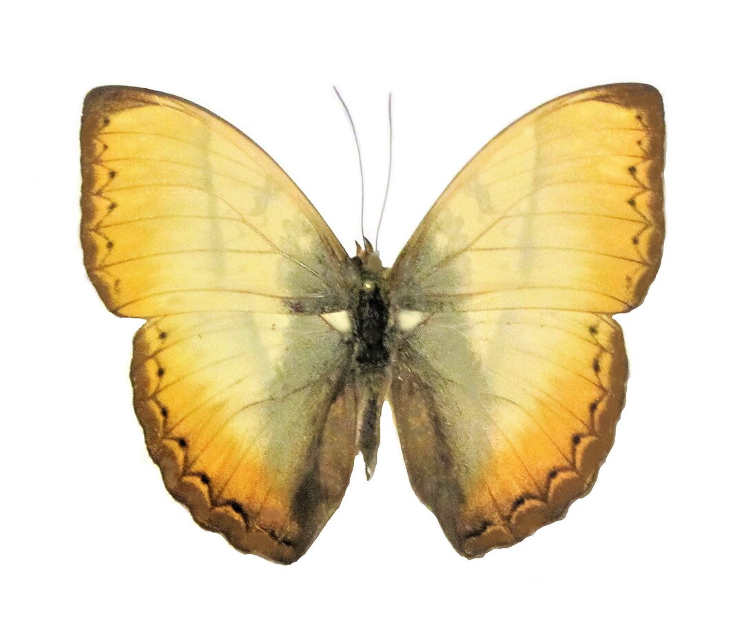 One Real Cymothoe Reinholdi Butterfly, Republic Central Africa, Wings ...