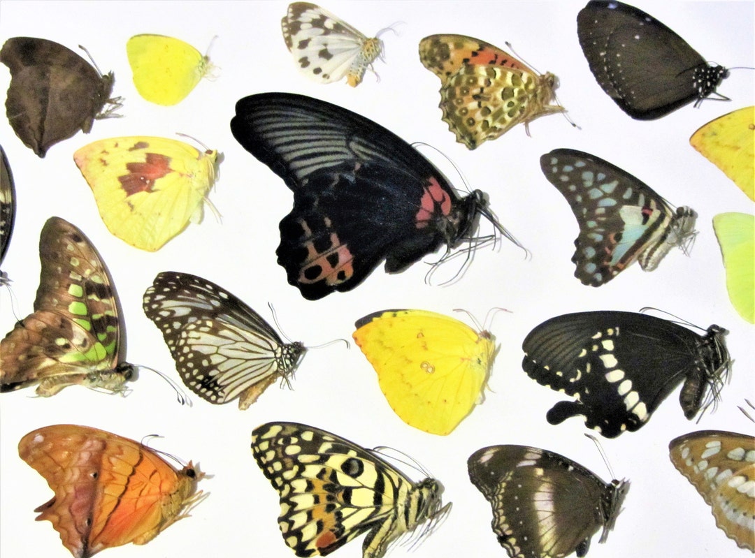 Real Assorted Butterflies, 5, 10 or 25 UNMOUNTED, WINGS/CLOSED ...