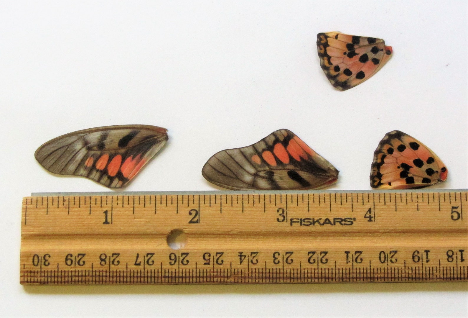 4 Real Pieces Graphium Ridleyanus Wings RCA Acraea - Etsy