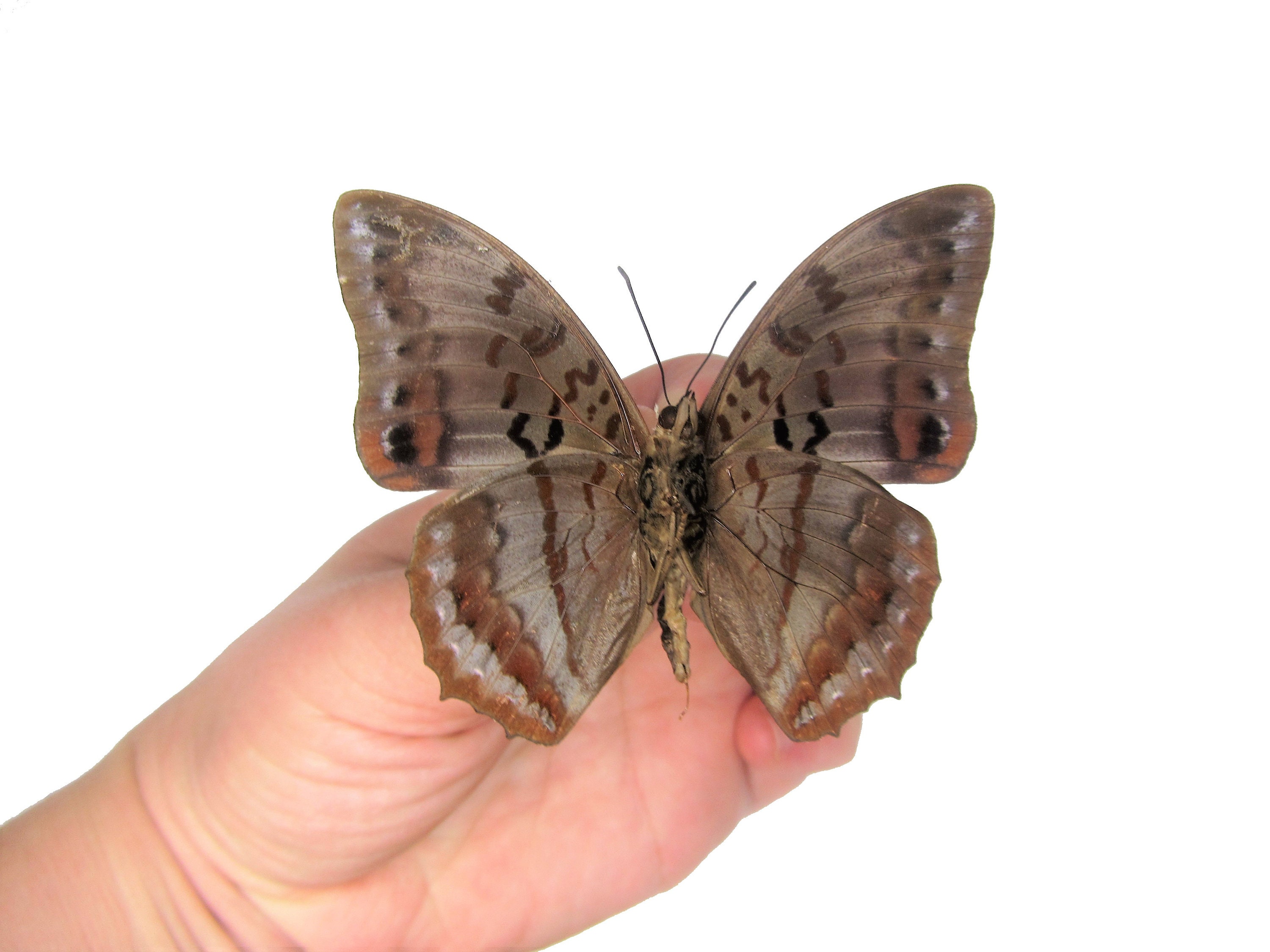 Real A1 Charaxes Protoclea Protoclea Flame-bordered Emperor - Etsy UK