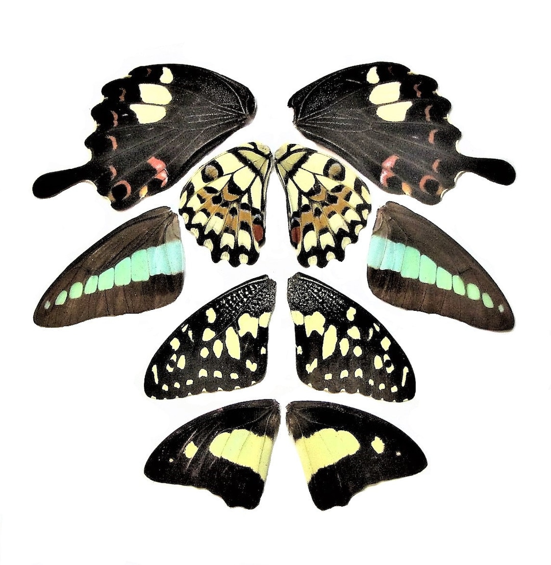 5 Pair Real Butterfly Wings, Laminated Wings, Insect, Taxidermy, Wing ...