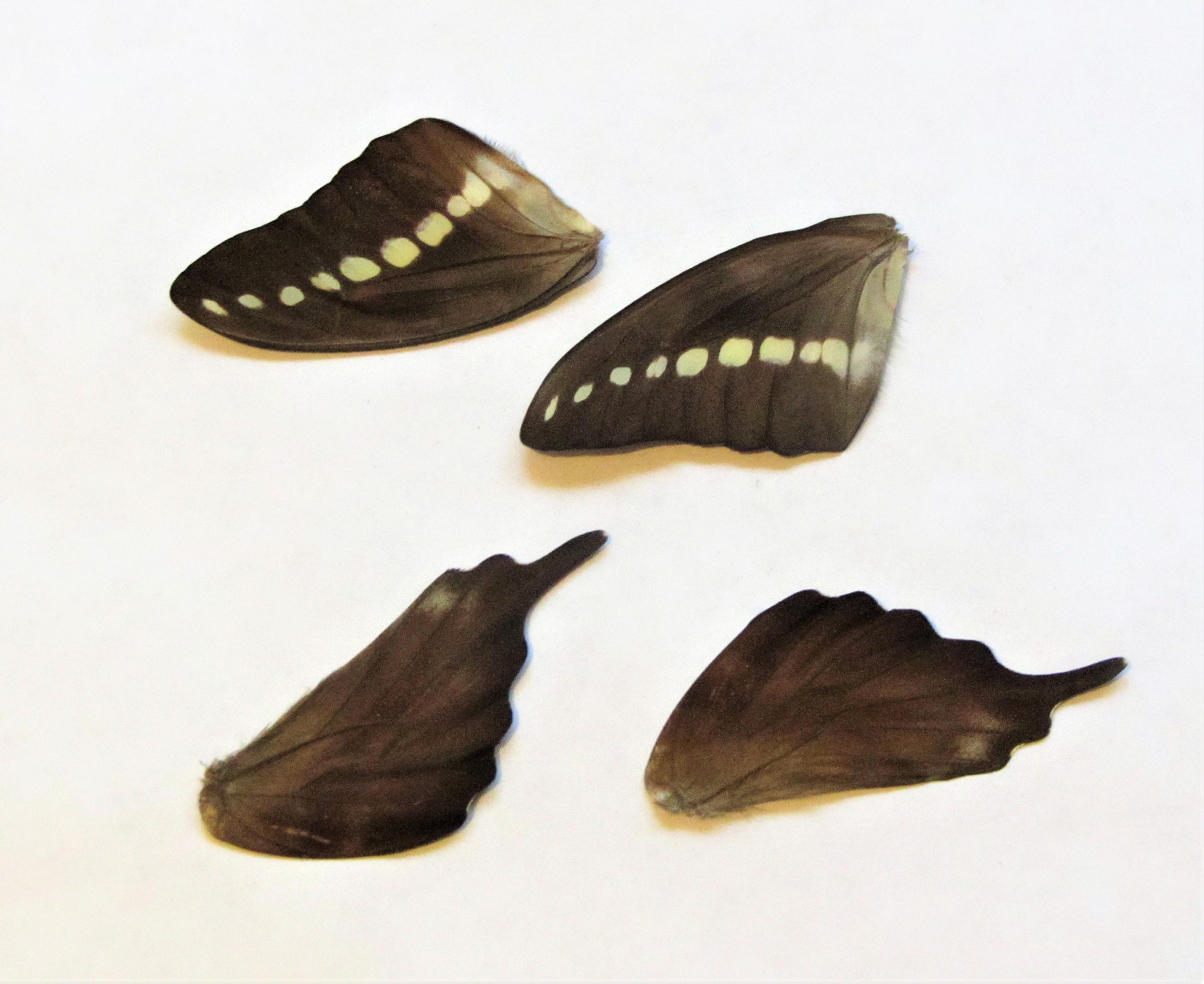4 Real Graphium Codrus Butterfly Wings Philippines 2 pairs | Etsy