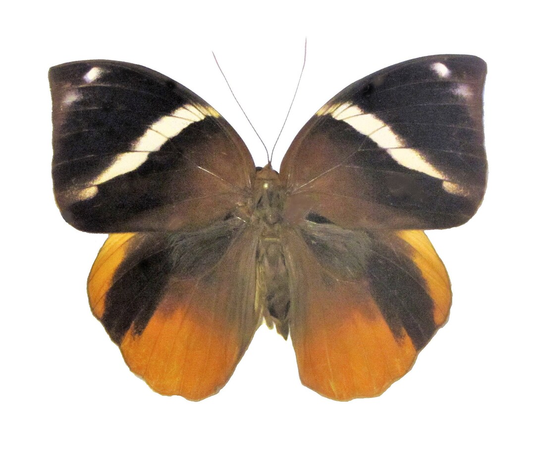 One Real Thauria Aliris Pseudaliris, Malaysia, Wings Closed or Wings ...