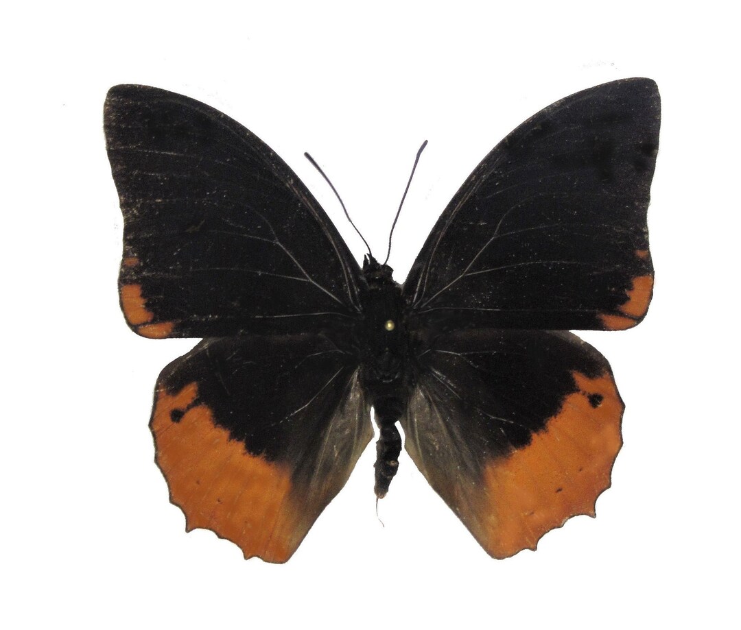 Real Flame-bordered Emperor Butterfly Wing, Charaxes Protoclea ...