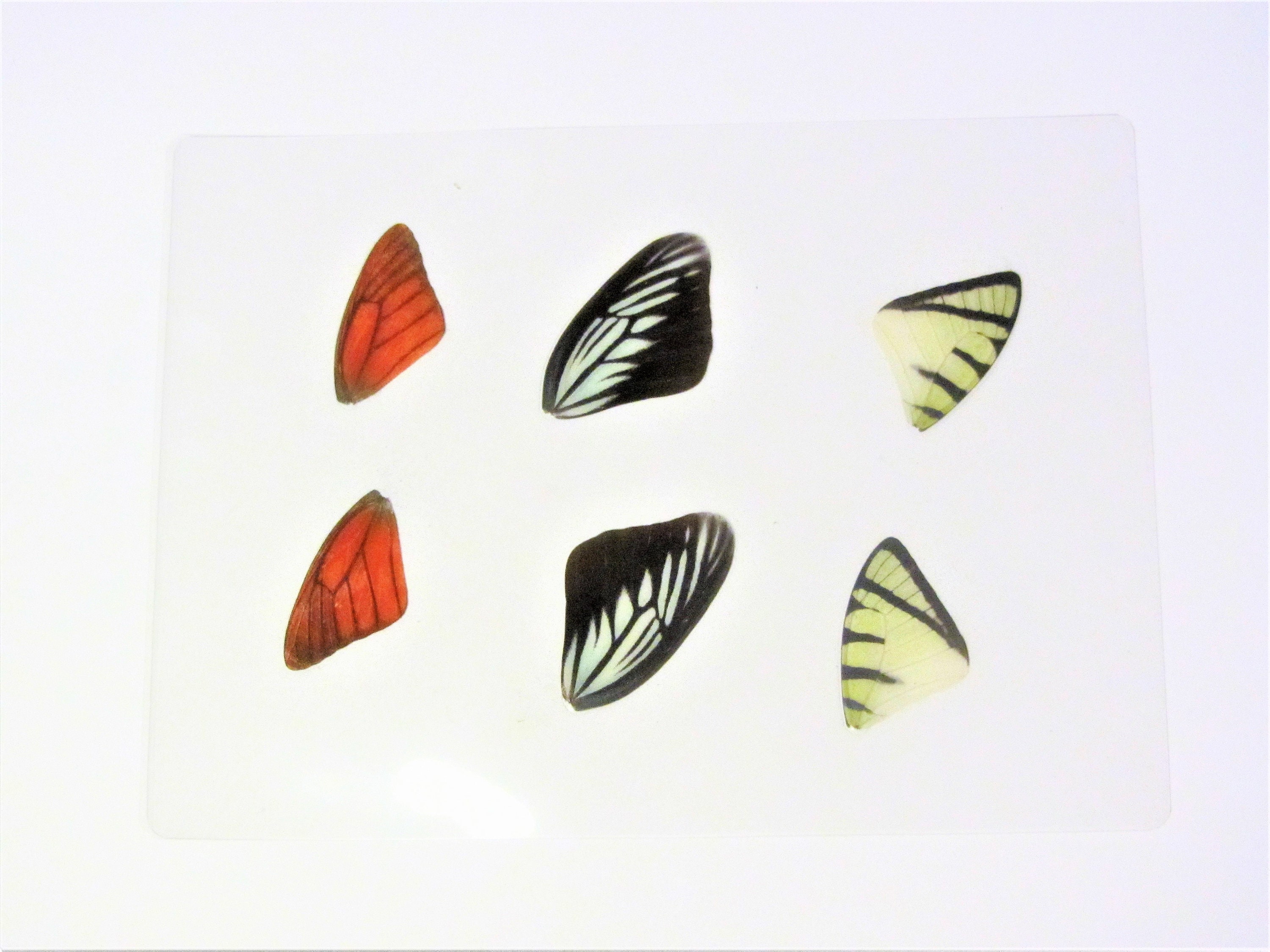 One Laminated Sheet of Random 6 Real Butterfly Wings Matching - Etsy