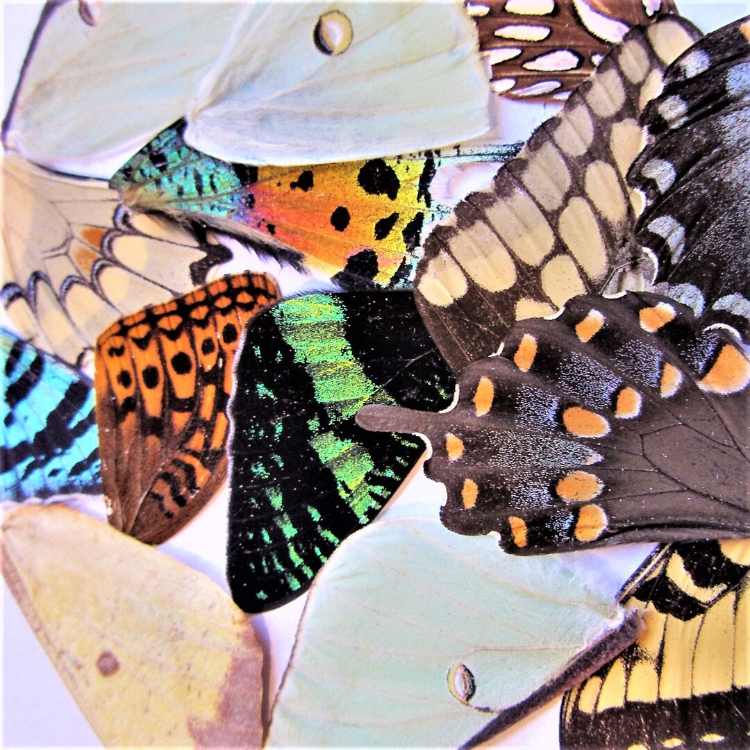 50 Real Butterfly Wings, Assorted Colors, Craft Supplies - Etsy
