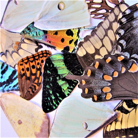 50 Pieces A1 Beautiful Quality Real Butterfly Wings | Etsy