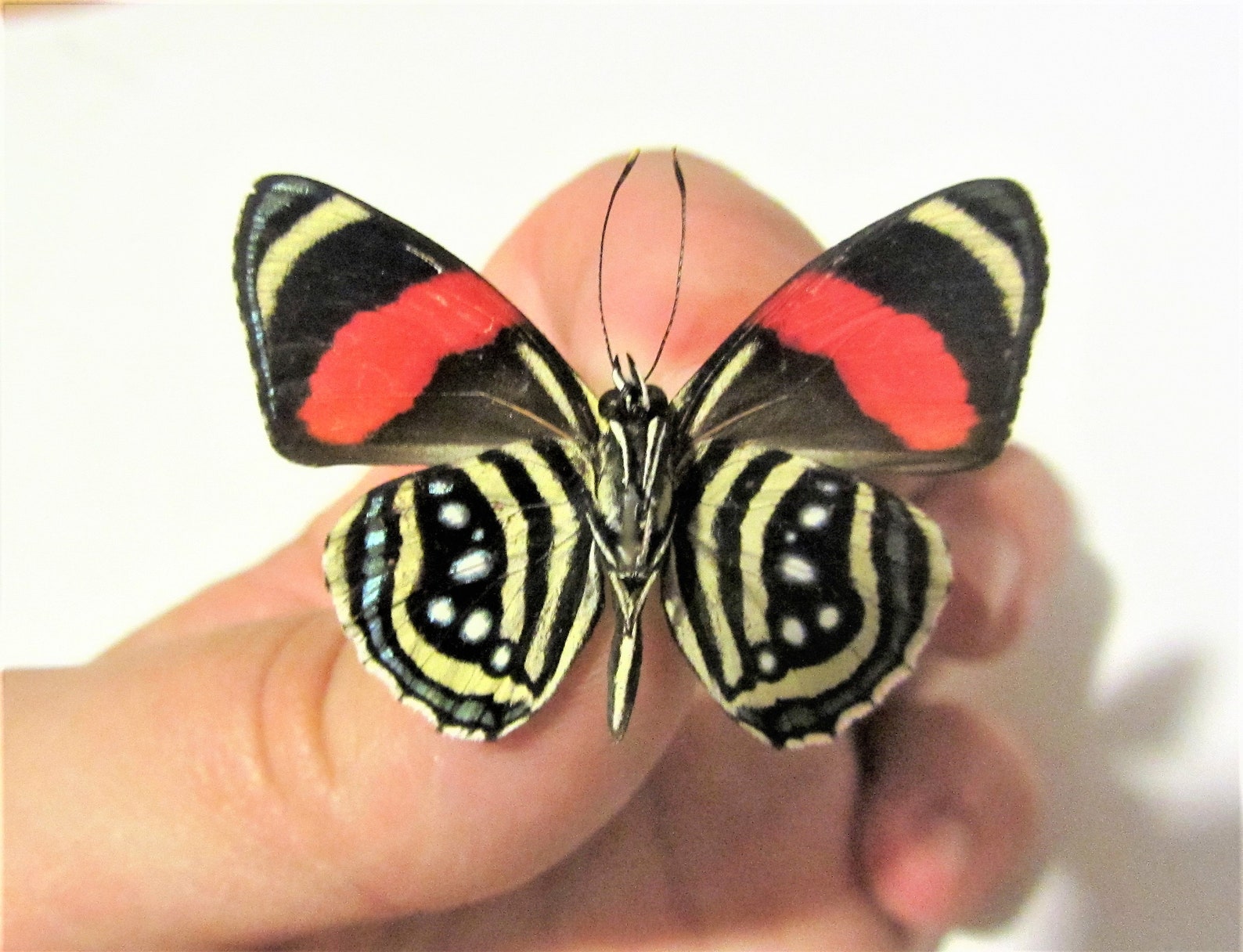 One Real Callicore Hesperis Butterfly, Peru, Wings Closed or Wings Open ...
