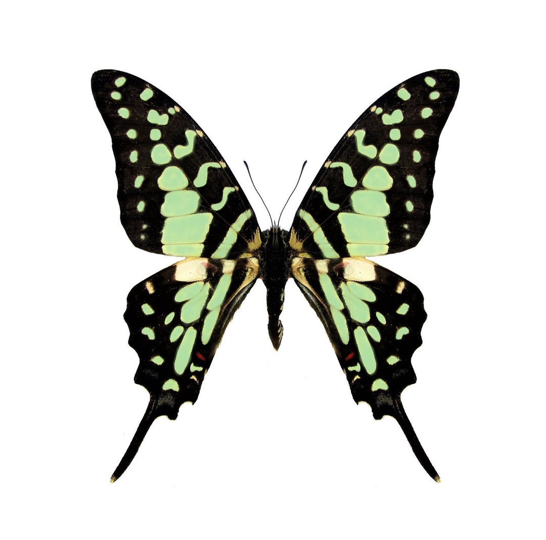 One Real Green Graphium Antheus Swallowtail Butterfly, Africa, Wings ...