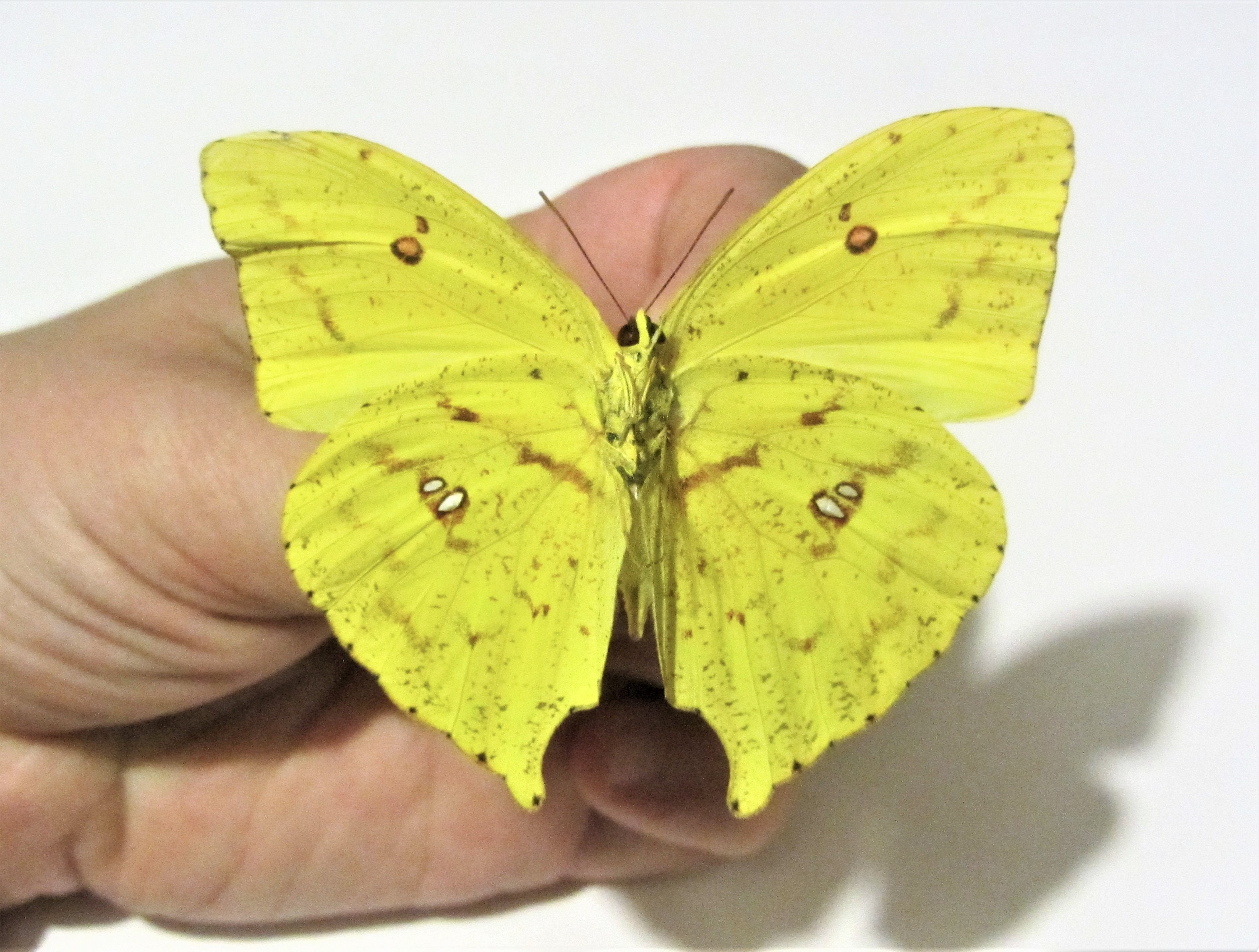 Taxidermy & Curiosities Taxidermy Pieridae Peru Wings Closed or Wings ...