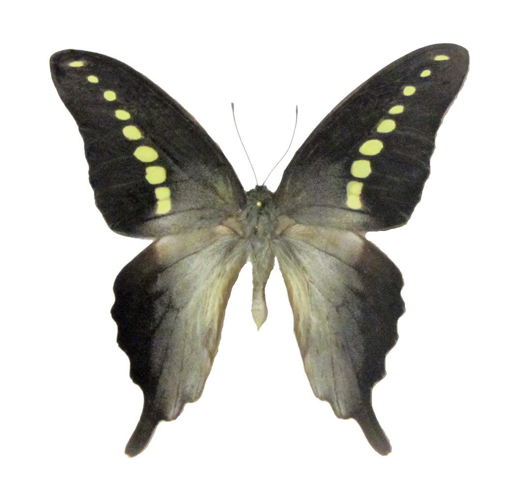 One Real Graphium Codrus, One Real Green Jelly Bean Butterfly, Wings ...