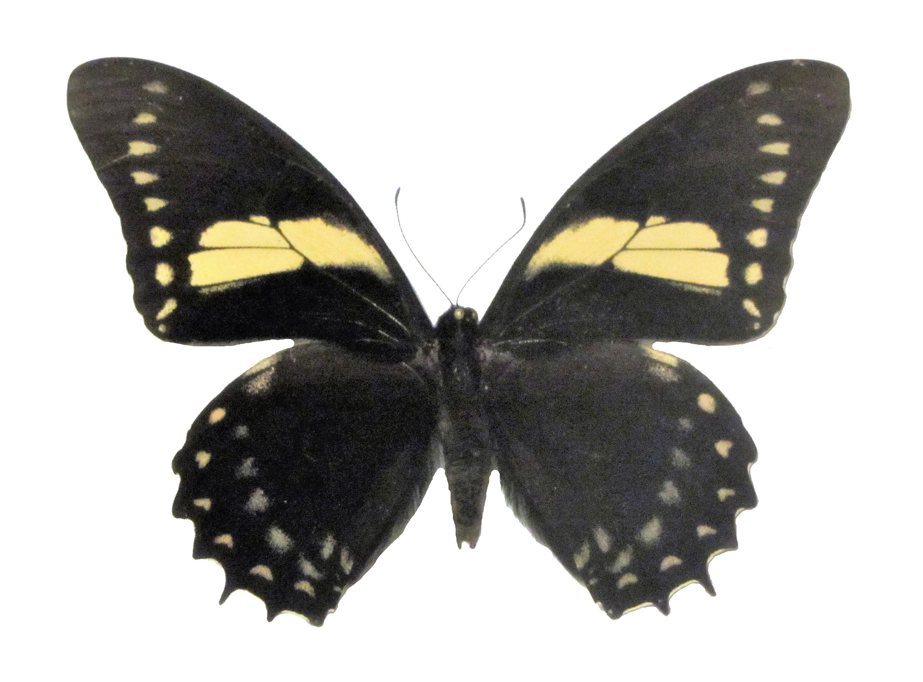 One Real Papilio Aristeus Bitias butterfly Peru Wings Closed | Etsy