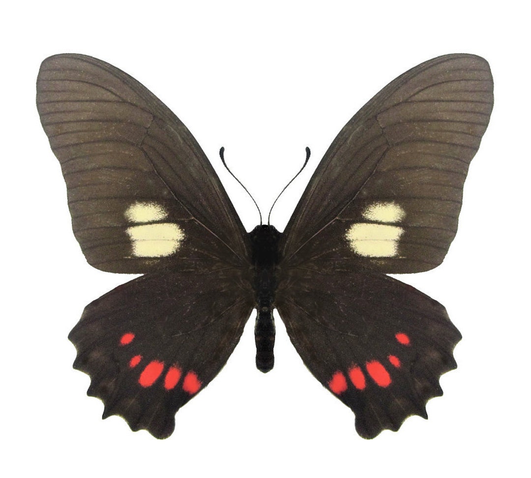 One Real Eurytides Harmodius Harmodius Butterfly, Peru, Wings Closed or ...