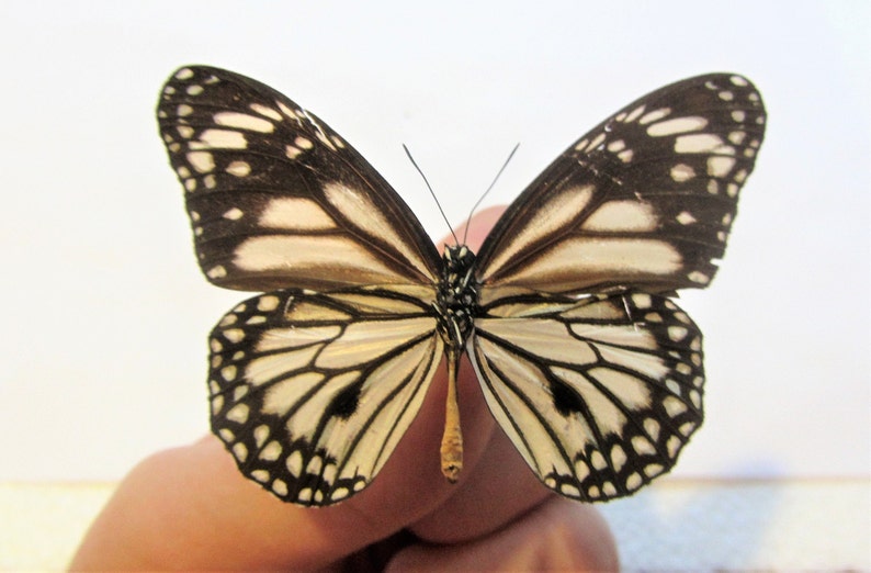 Danaus Melanippus Edmondii Butterfly – White Tiger, Asia (A- Grade) - Etsy