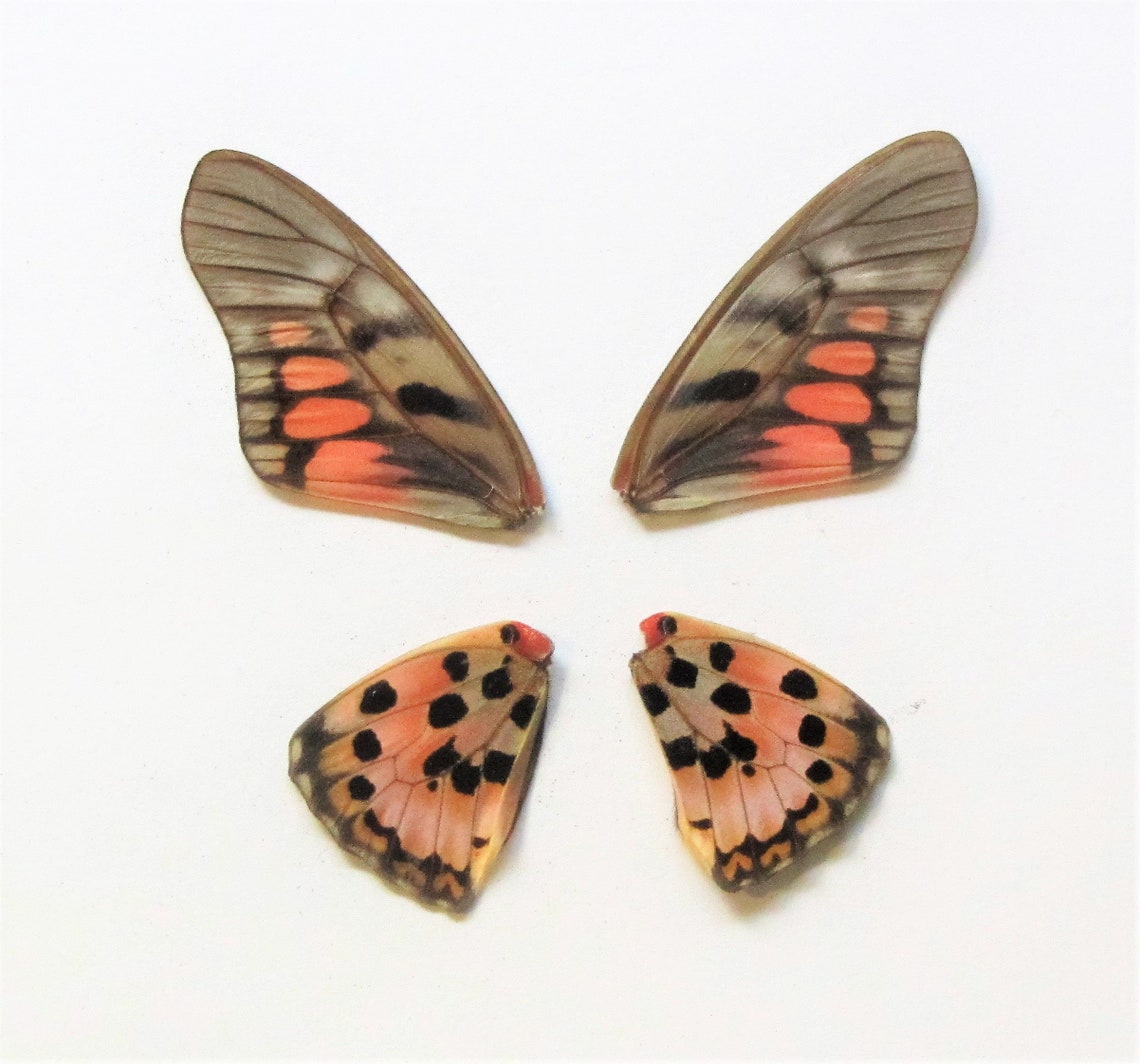 4 Real Pieces Graphium Ridleyanus Wings RCA Acraea - Etsy