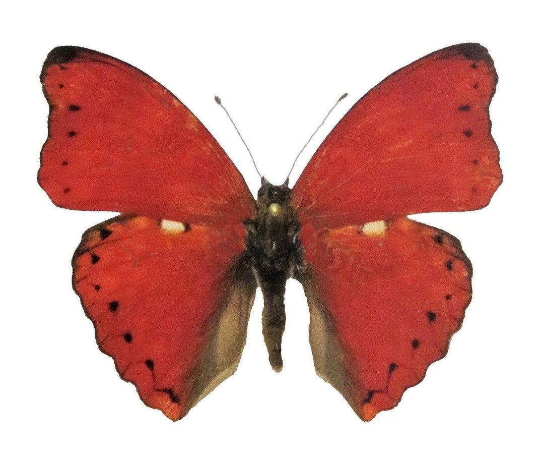 One Real Red Cymothoe Excelsa Butterfly, Central African Republic ...