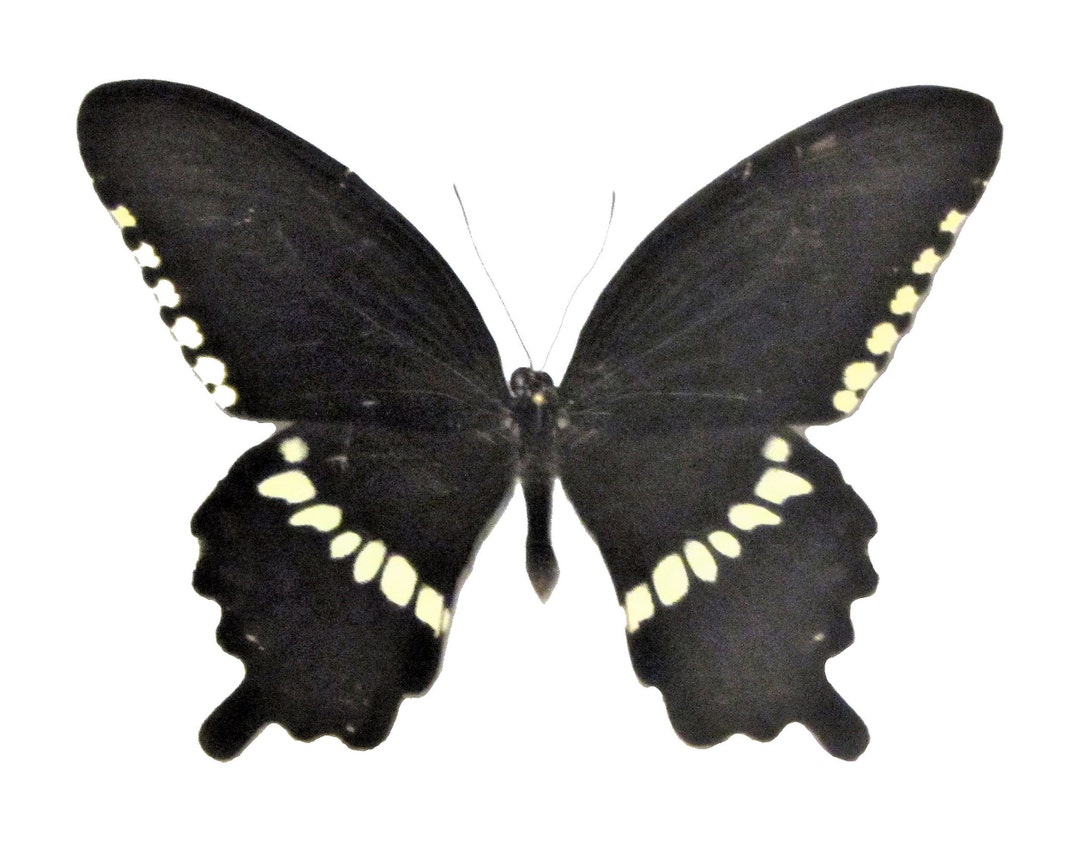 One Real Papilio Polytes Alcindor Butterfly, Indonesia, Wings Closed or ...