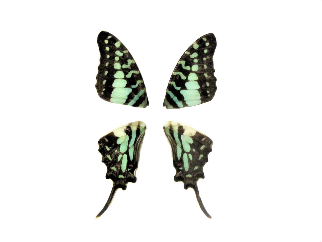 4 Real Graphium Antheus Butterfly Wings, Africa, Papilionidae, Matching ...