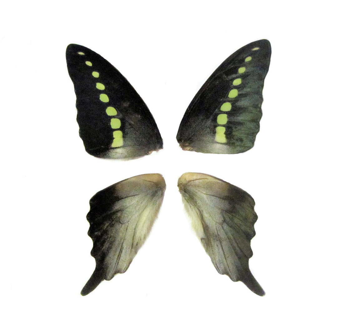 4 Real Graphium Codrus Butterfly Wings, Philippines, 2 Pairs Matching Wings, Insect Taxidermy ...