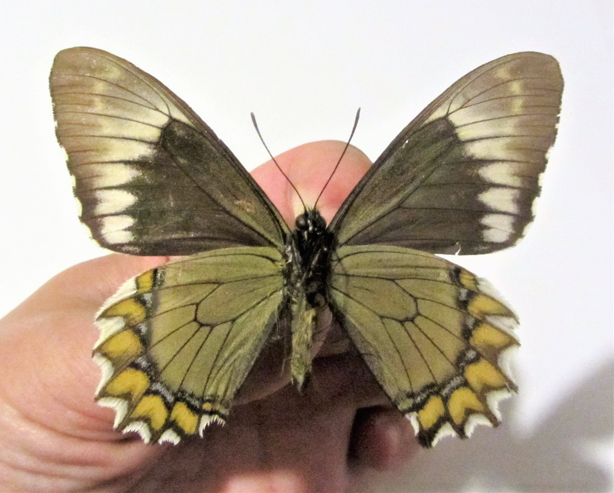 One real Battus Madyes Chlorodamas butterfly Peru Wings - Etsy.de