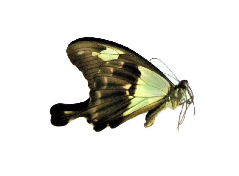 One Real Papilio Phorcas Congoanus Butterfly, Mint Swallowtail, Wings ...