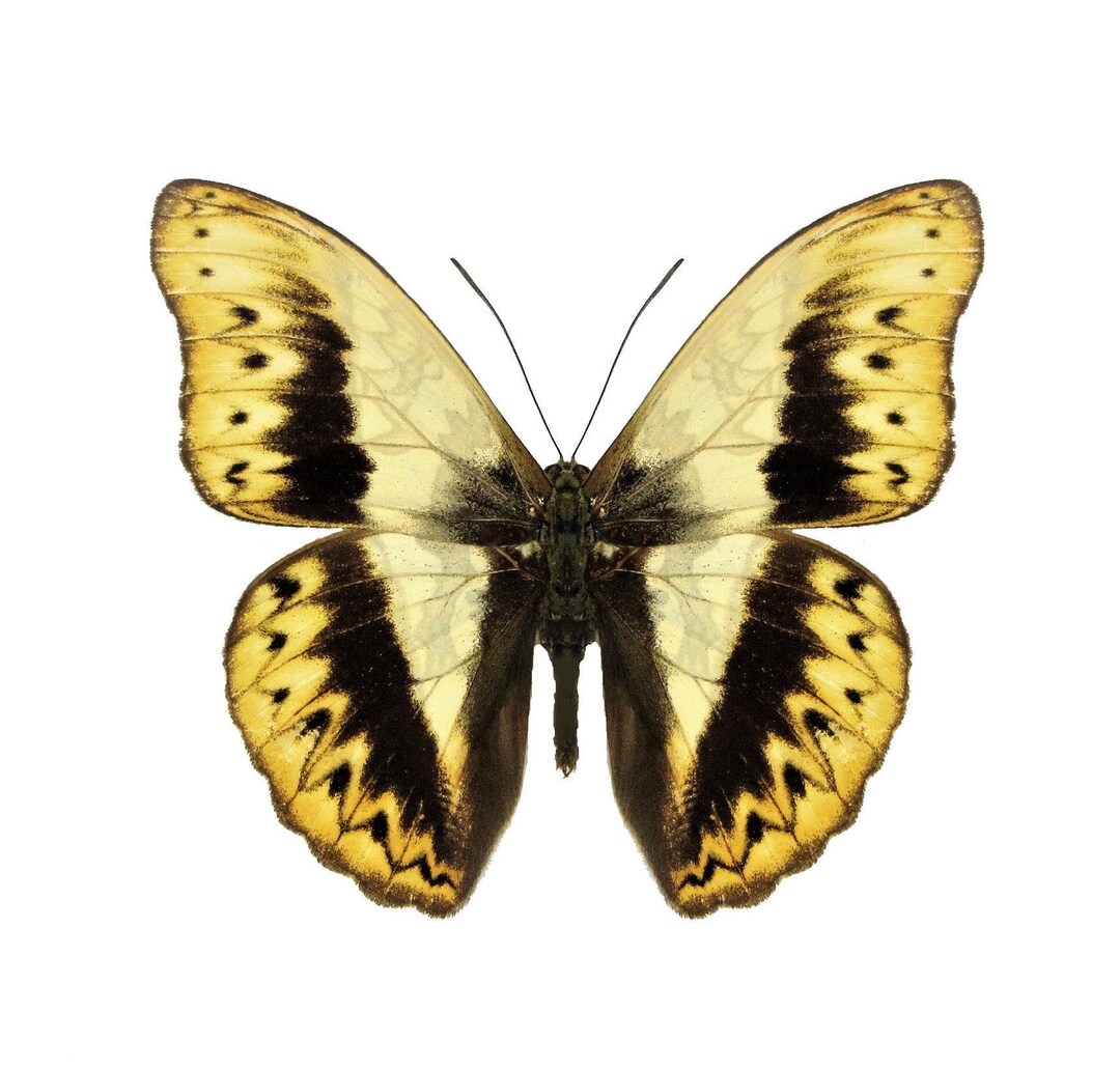 Un vrai papillon Cymothoe herminia le planeur Herminia RCA - Etsy France