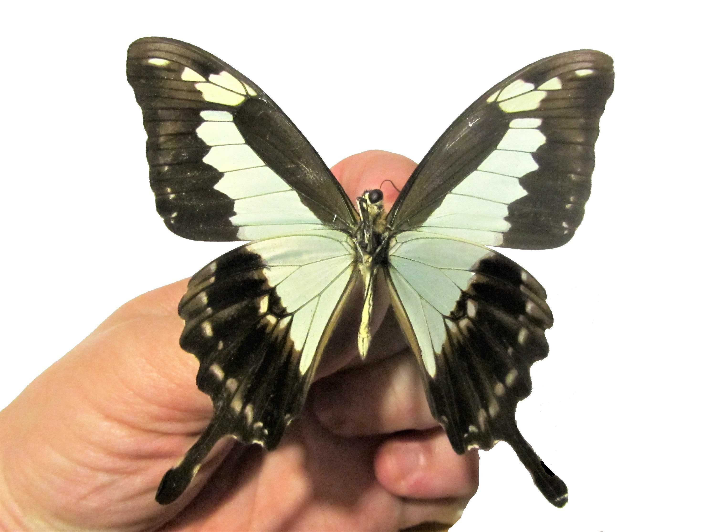One Real Papilio Phorcas Congoanus Butterfly, Mint Swallowtail, Wings ...
