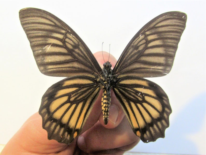 One Real Chilasa Veiovis Butterfly Indonesia Wings Closed or - Etsy