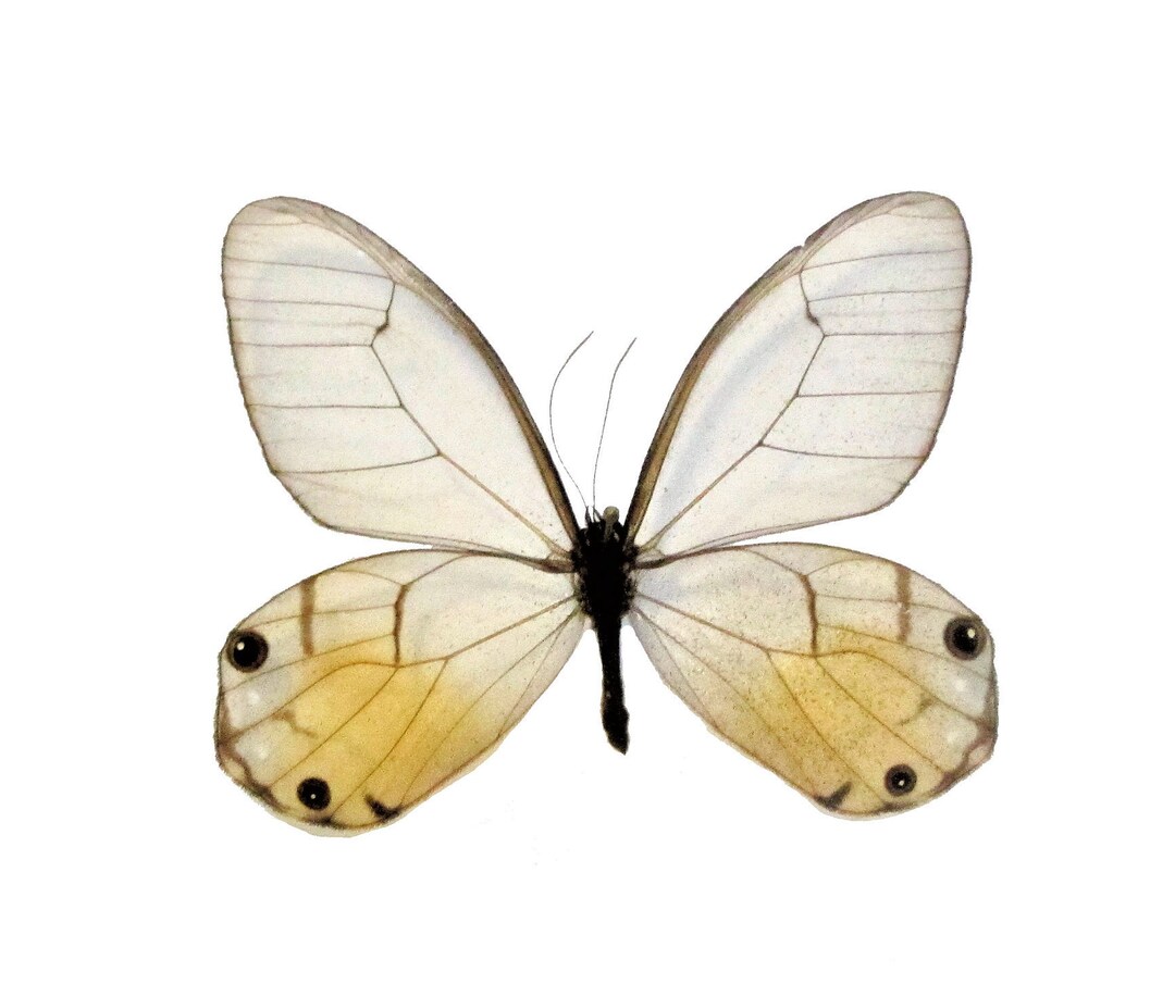 One Real Haetera Piera Amber Phantom Butterfly, Wings Closed or Wings ...