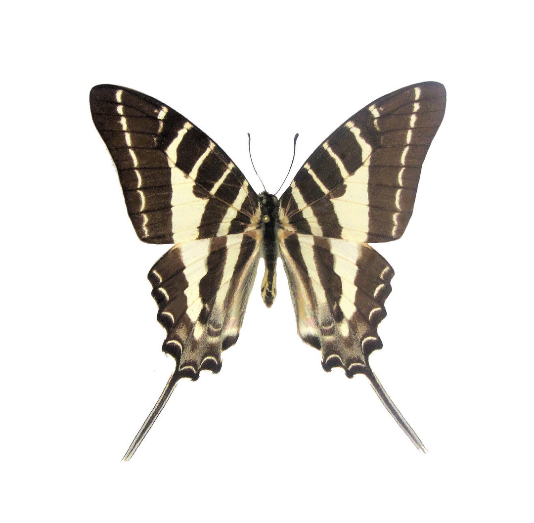 Real A1 Papilio Graphium Aristeus Hermocrates, Philippines, Butterfly ...