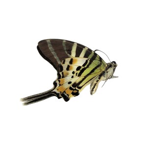 Real Graphium Decolor Butterfly, May Be Missing or Have Broken ...