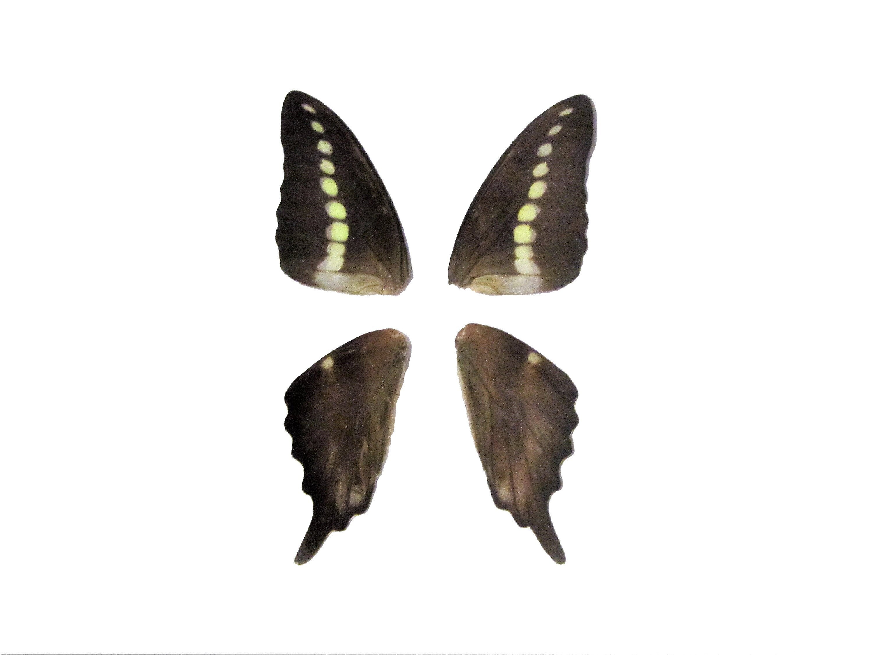 4 Real Graphium Codrus Butterfly Wings Philippines 2 pairs | Etsy