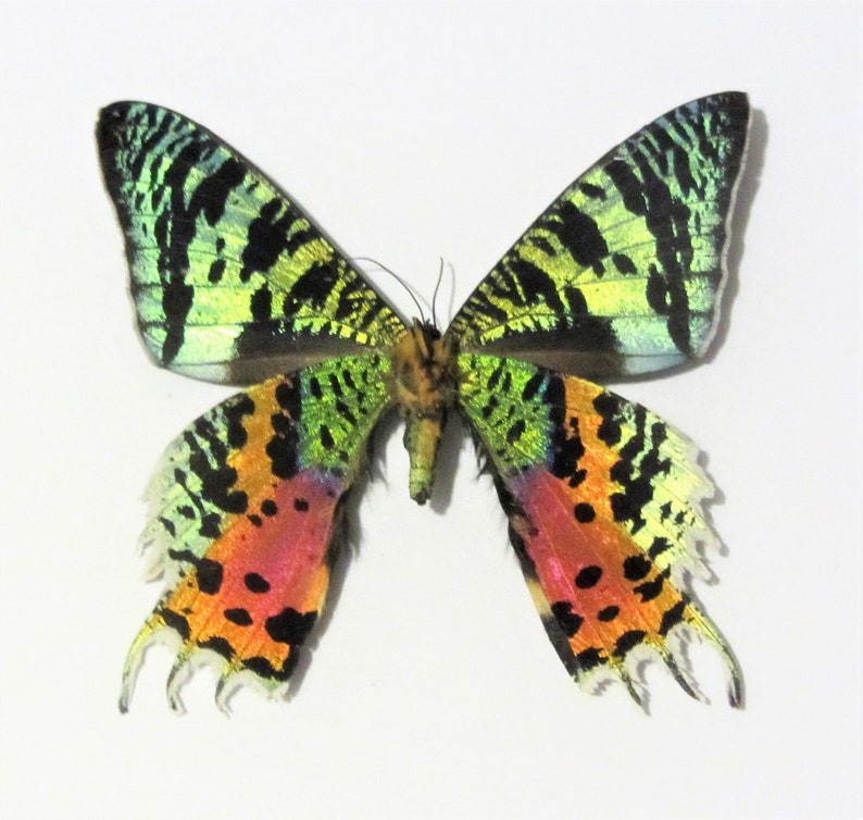 One Real Chrysiridia rhipheus UNMOUNTED WINGS CLOSED | Etsy