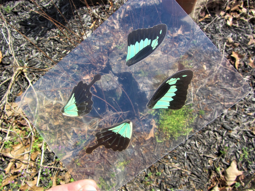 One Laminate Sheet, 4 Real Blue Papilio Phorcas Wings, Butterfly Wings ...