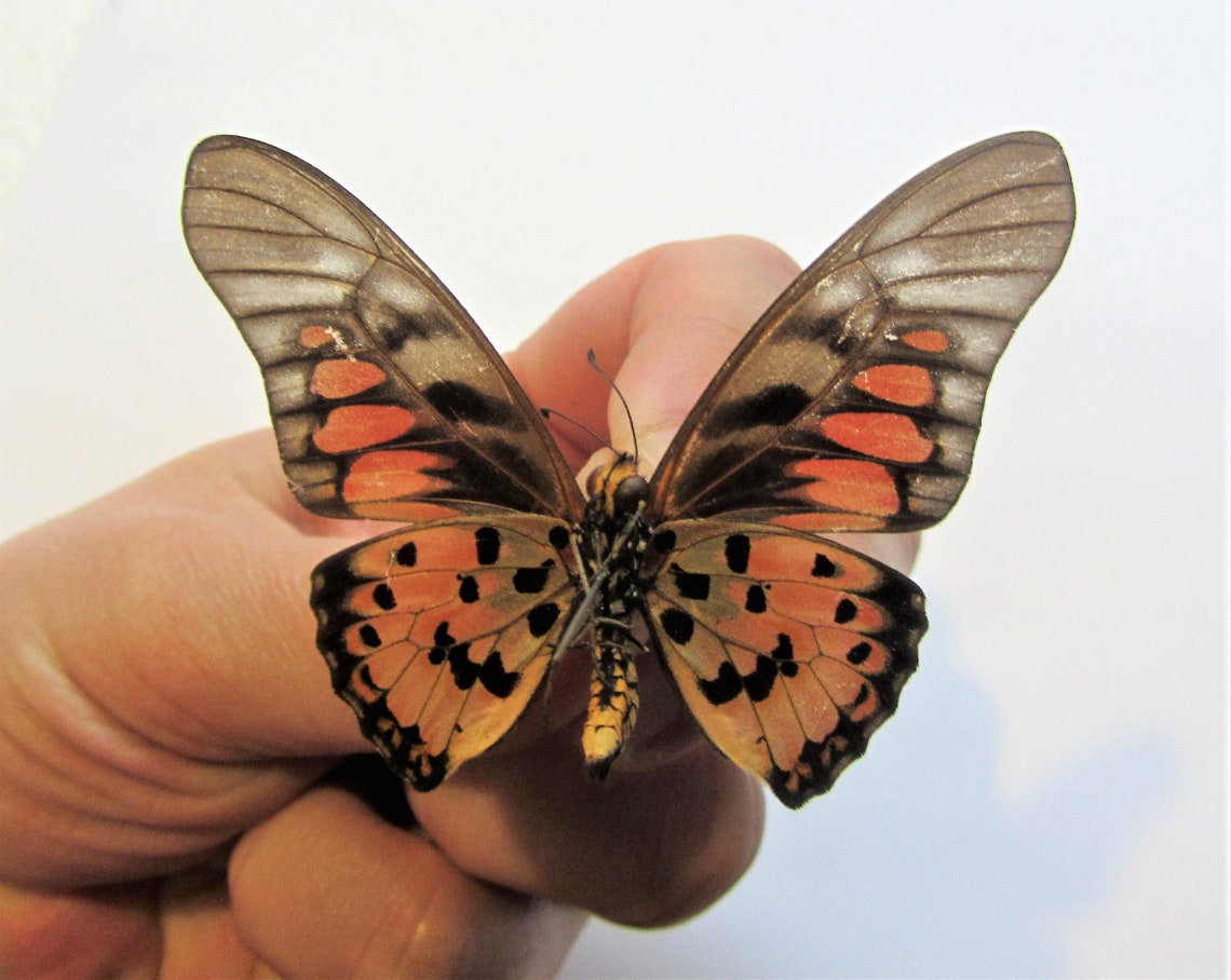 One Real Graphium Ridleyanus Butterfly Republic of Central - Etsy UK