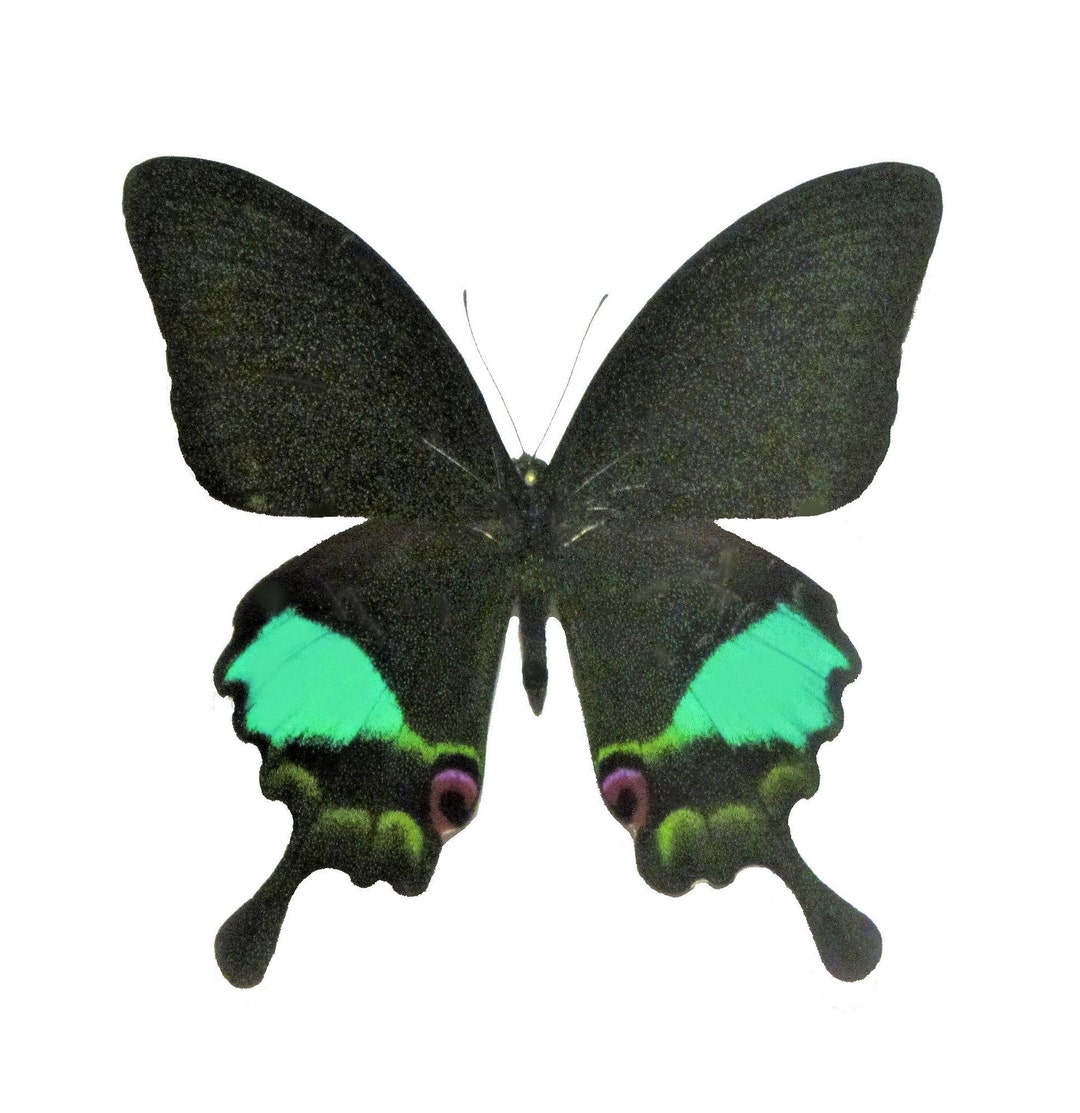 One Real Papilio Karna Karna Butterfly, Peru, Wings Closed or Wings ...