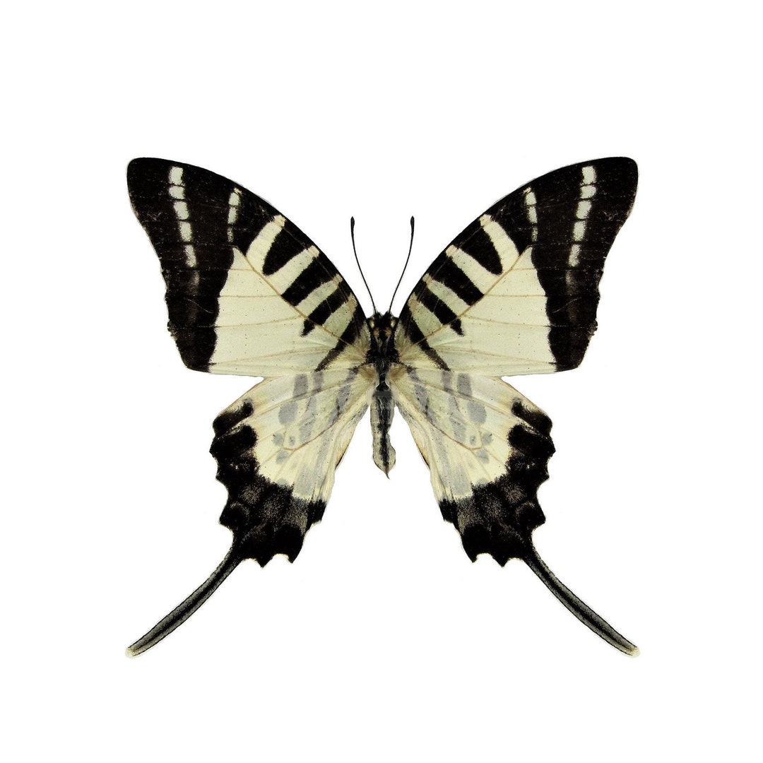 Real Graphium Decolor Butterfly, May Be Missing or Have Broken ...